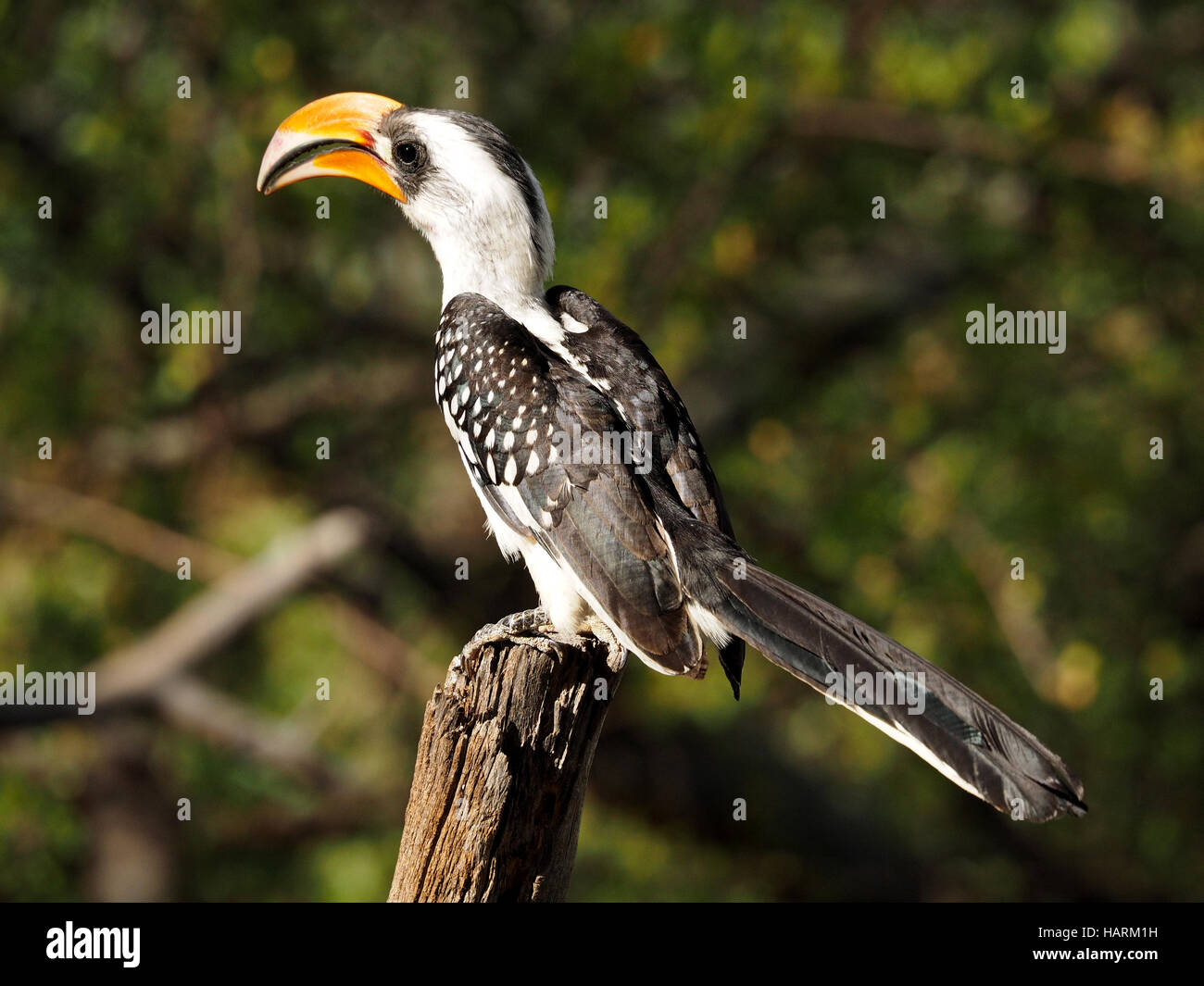 Tockus jacksonii hi-res stock photography and images - Alamy