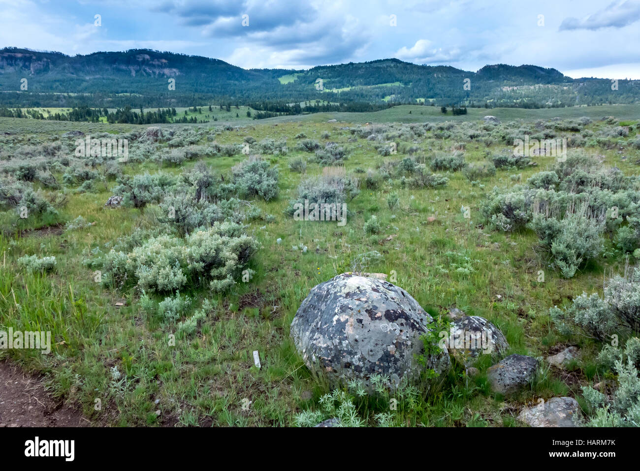 Wilderness on the Hellroaring Creek Nature Trail in Yellowstone ...