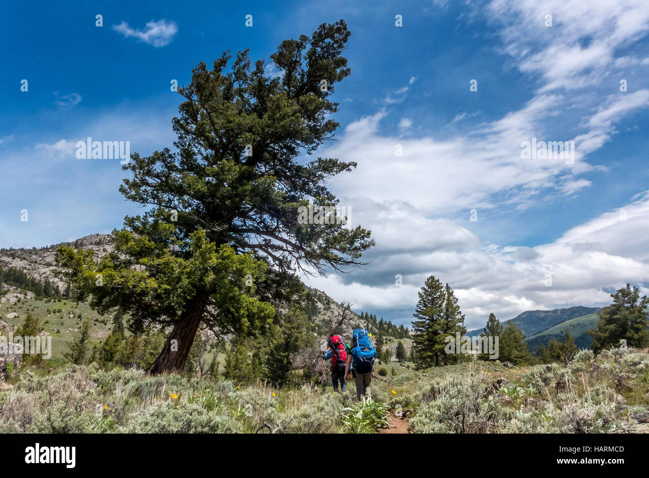 Hikers making their way through the wilderness on the Hellroaring Creek ...