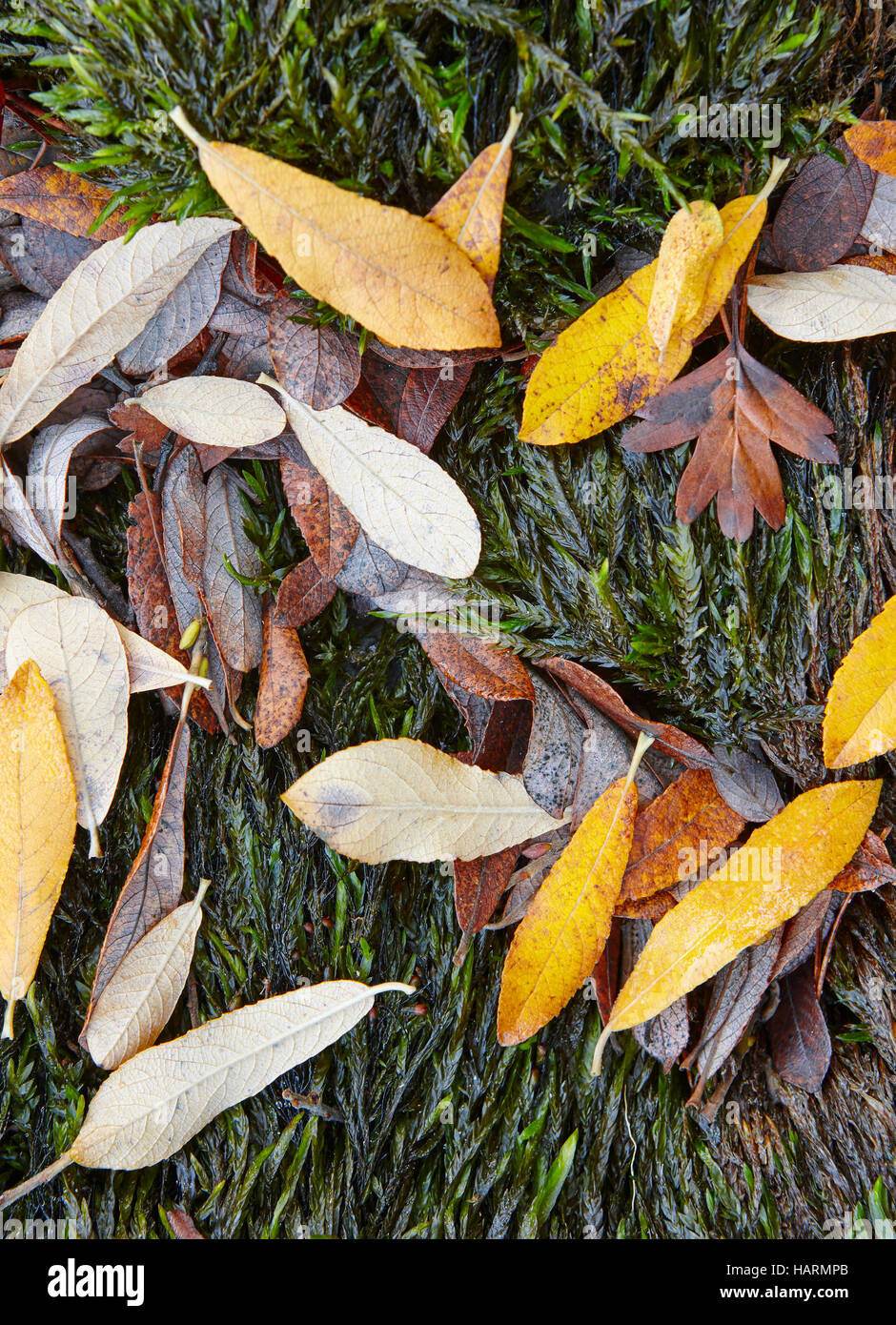 Autumn leaves detail on a wet green ground. Nature background. Vertical ...