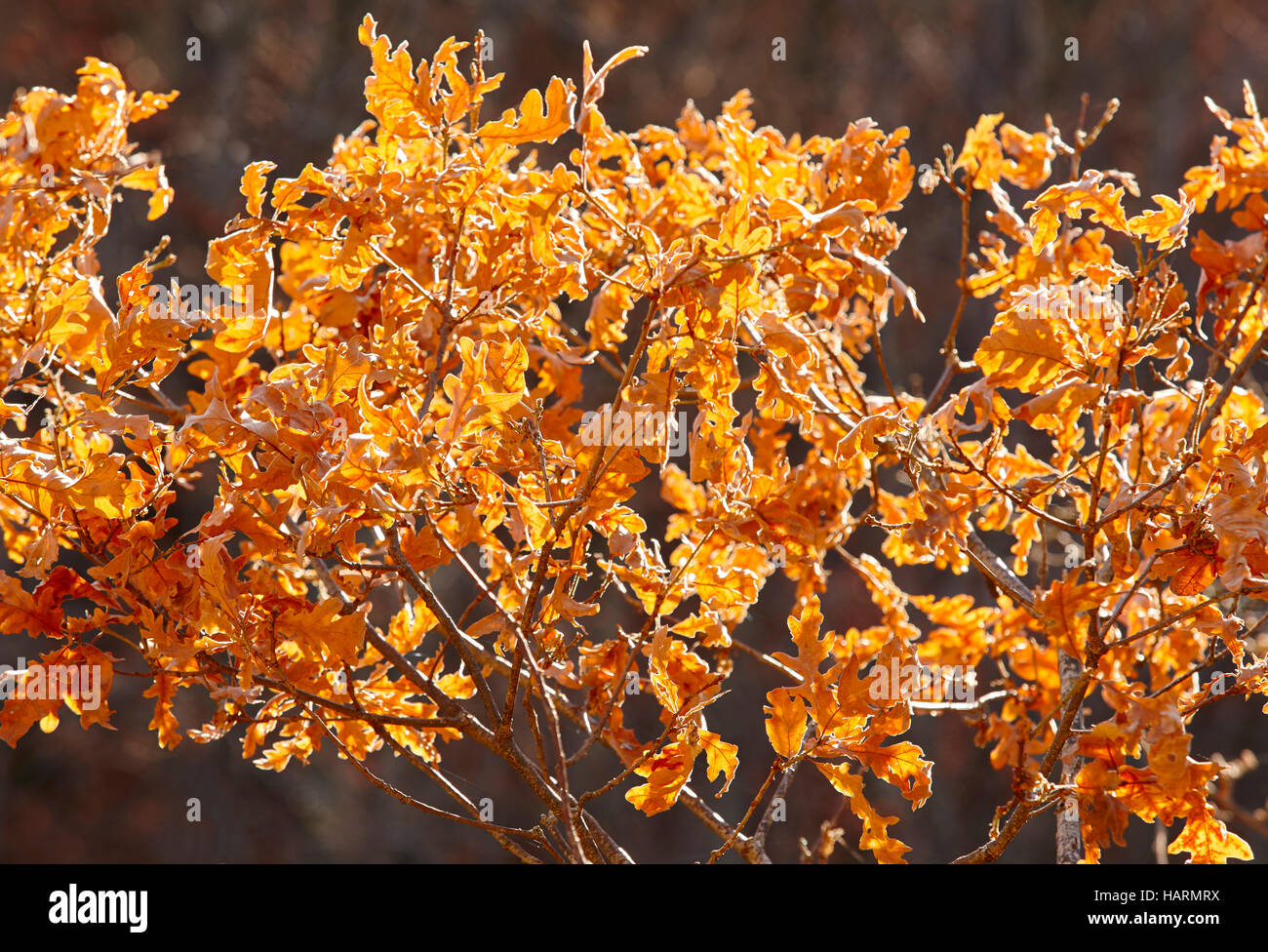 Autumn leaves backlight in a forest. Nature background. Warm tone ...