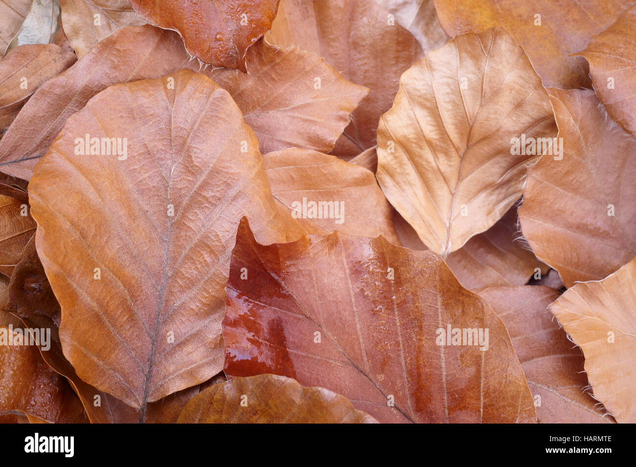 Autumn leaves detail on the ground. Nature background. Horizontal Stock ...