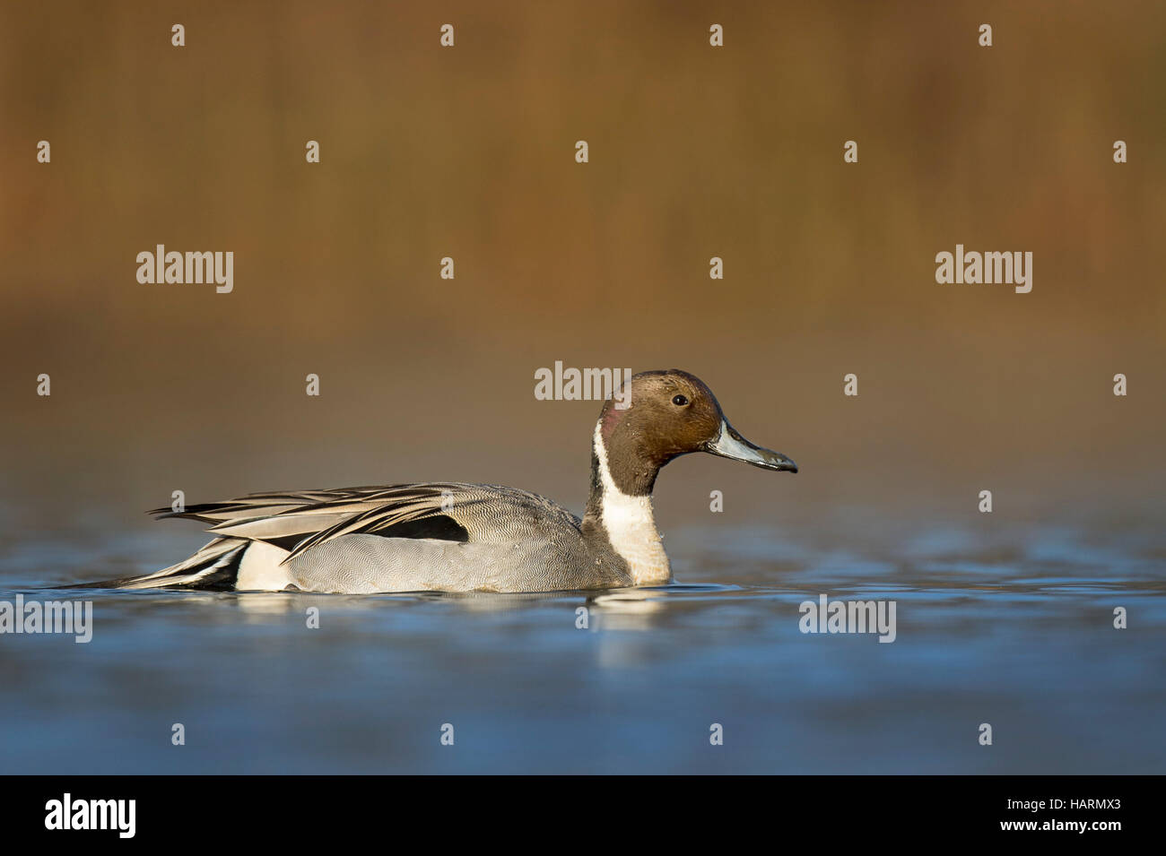 A male Northern Pintail swims along the water on a bright sunny morning ...