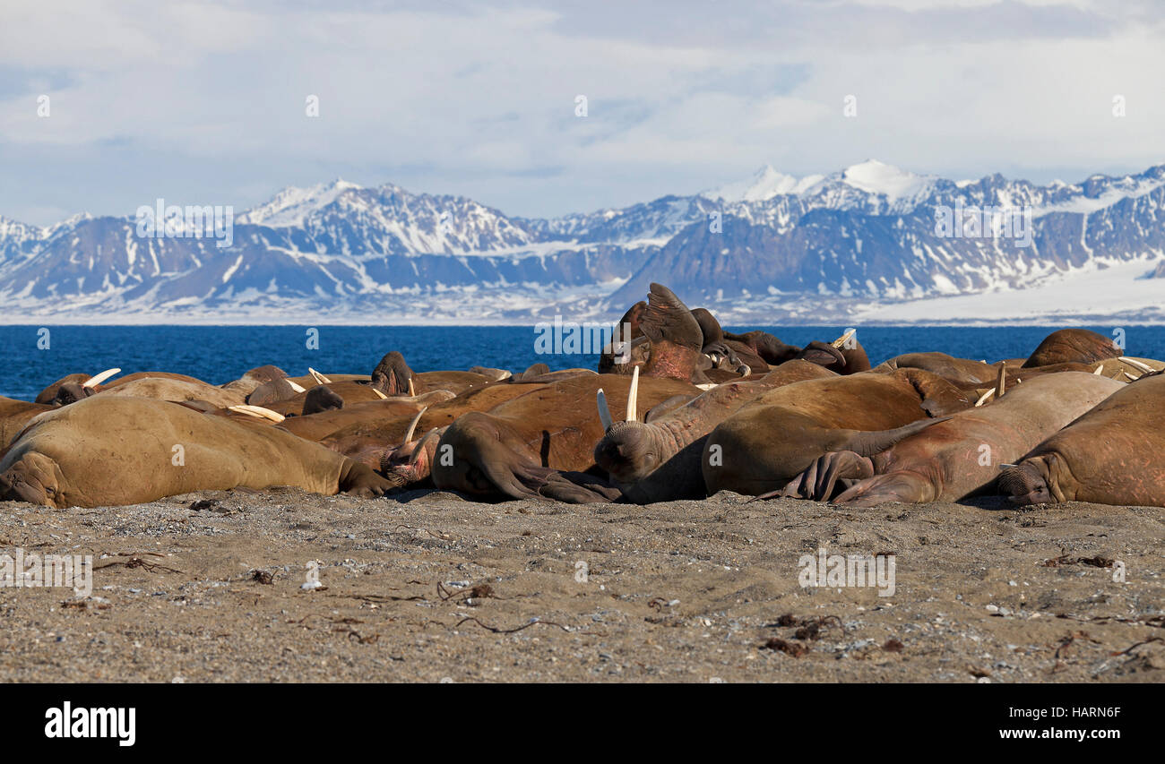 Large group of walruses (Odobenus rosmarus) resting on beach at ...