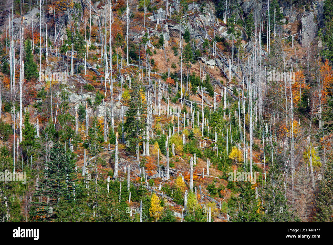 Killed spruce trees afflicted by European spruce bark beetle (Ips ...