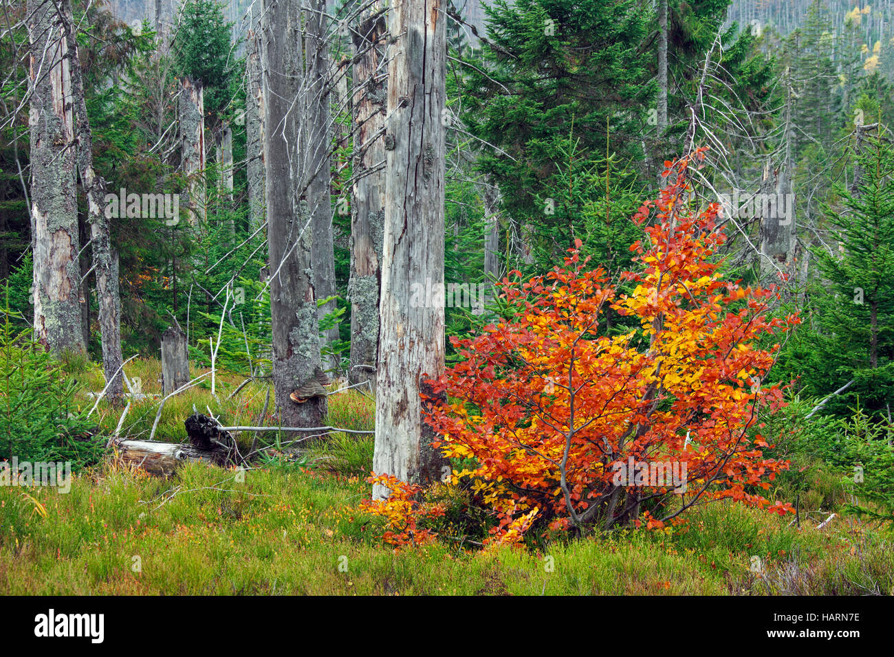 Killed spruce trees afflicted by European spruce bark beetle (Ips ...
