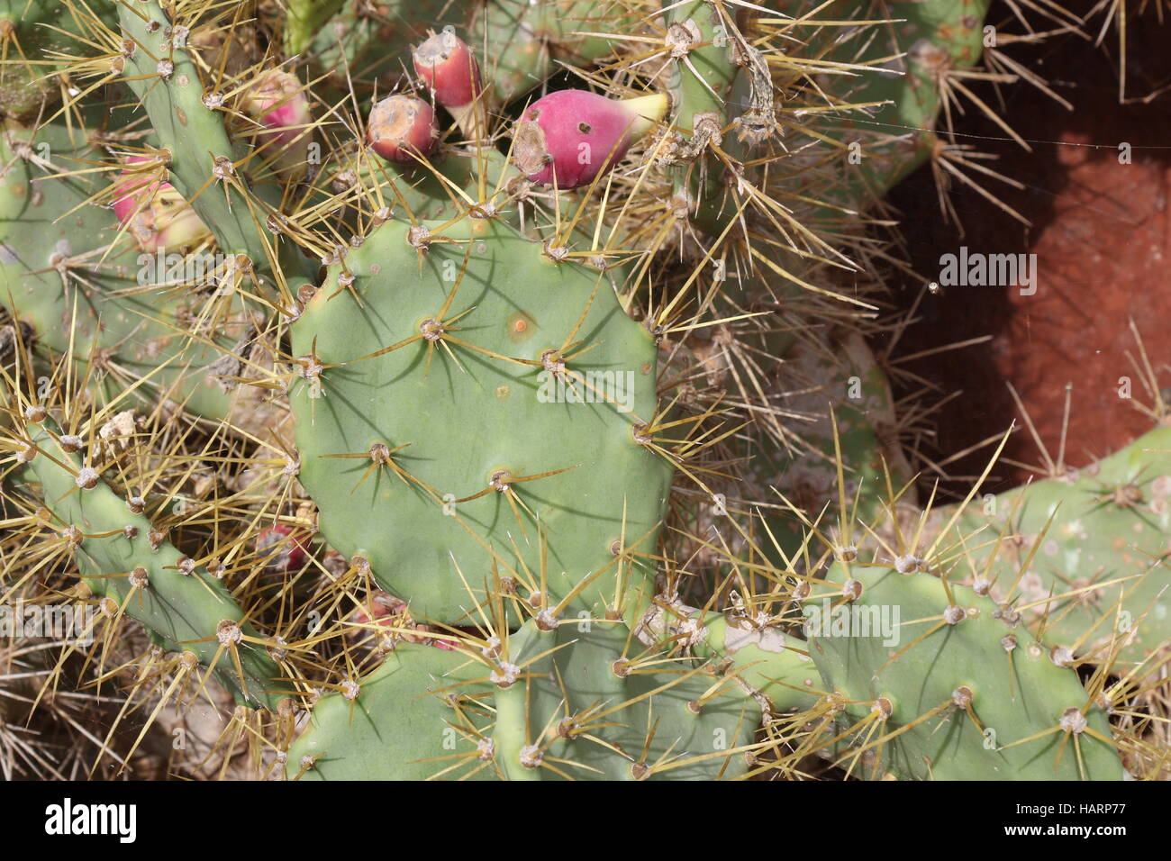 Cactus close up with spiky leaves and showing its bulbs Stock Photo - Alamy
