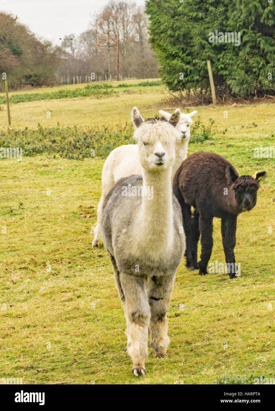 A curious Alpaca with a moustache Stock Photo - Alamy