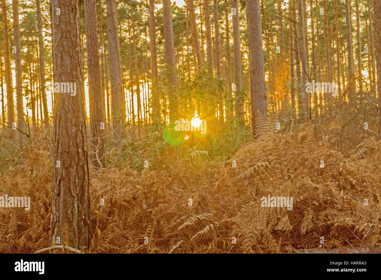 The Forest Trees at Sunset Stock Photo - Alamy
