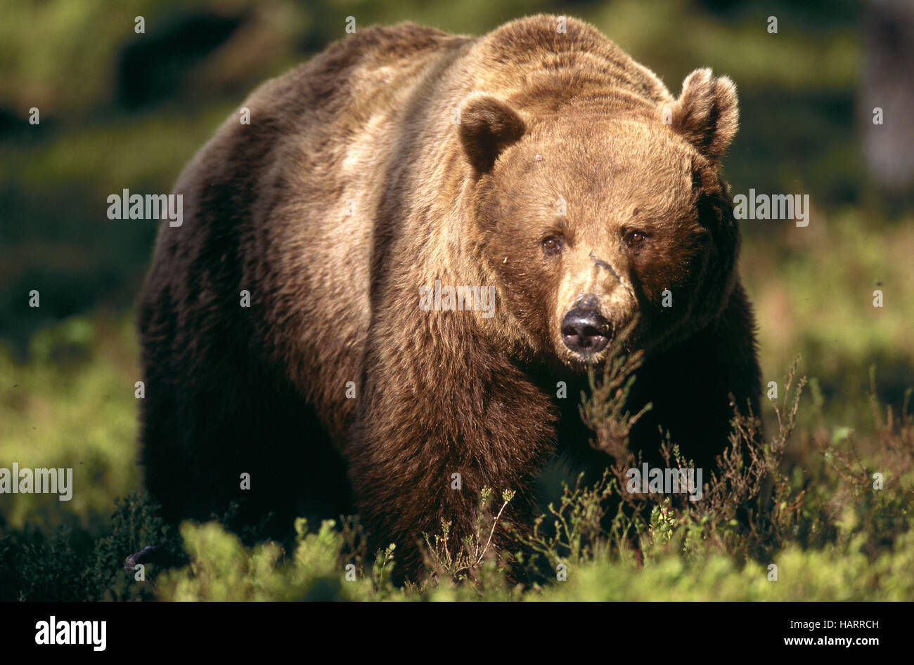 Ursus arctos brown bear hi-res stock photography and images - Alamy
