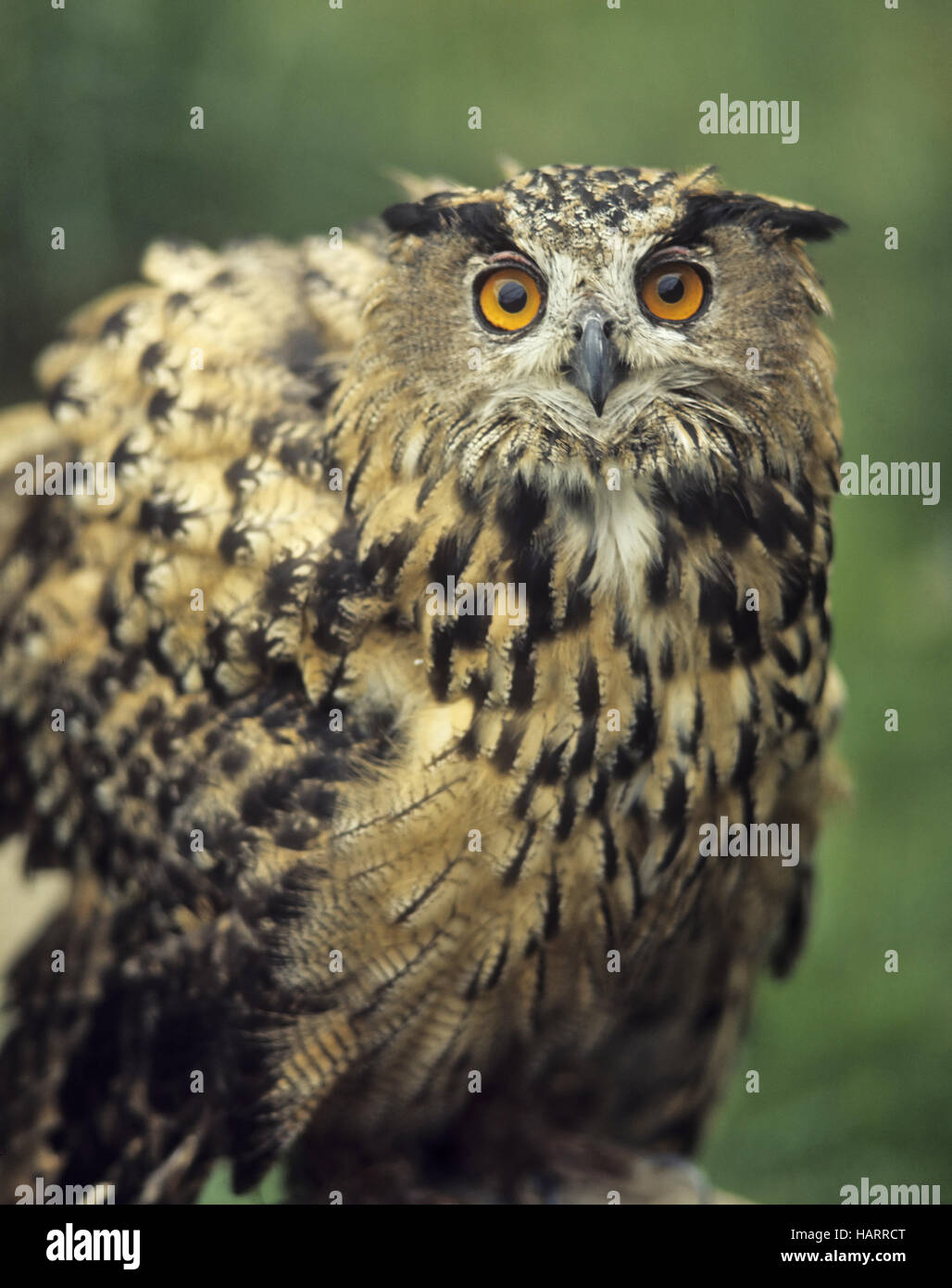 Uhu, Bubo, Eagle owl Stock Photo - Alamy