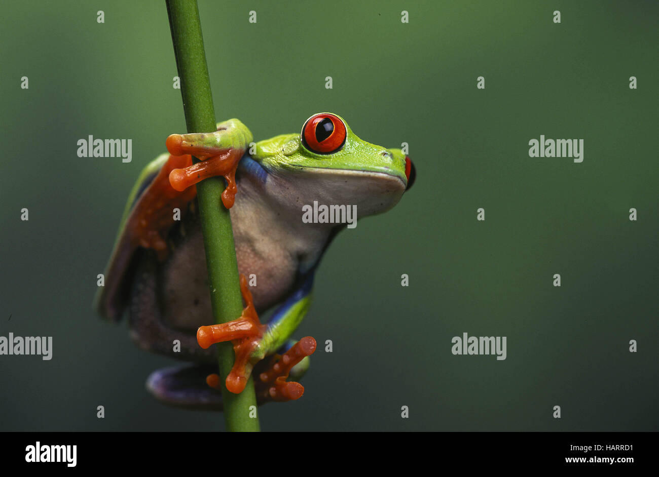 Adult Tree Frog High Resolution Stock Photography and Images - Alamy