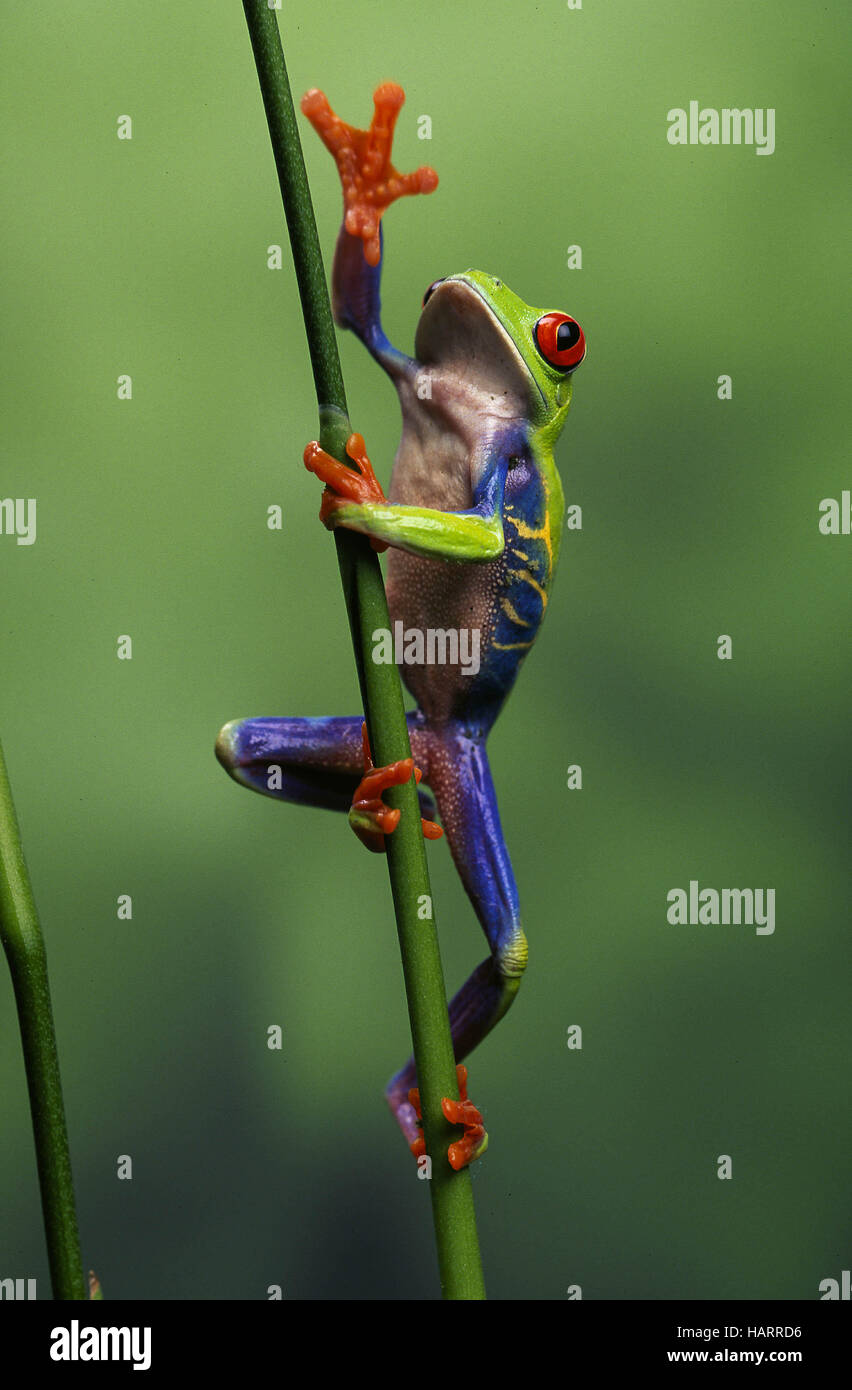 Regenwald laubfrosch hi-res stock photography and images - Alamy