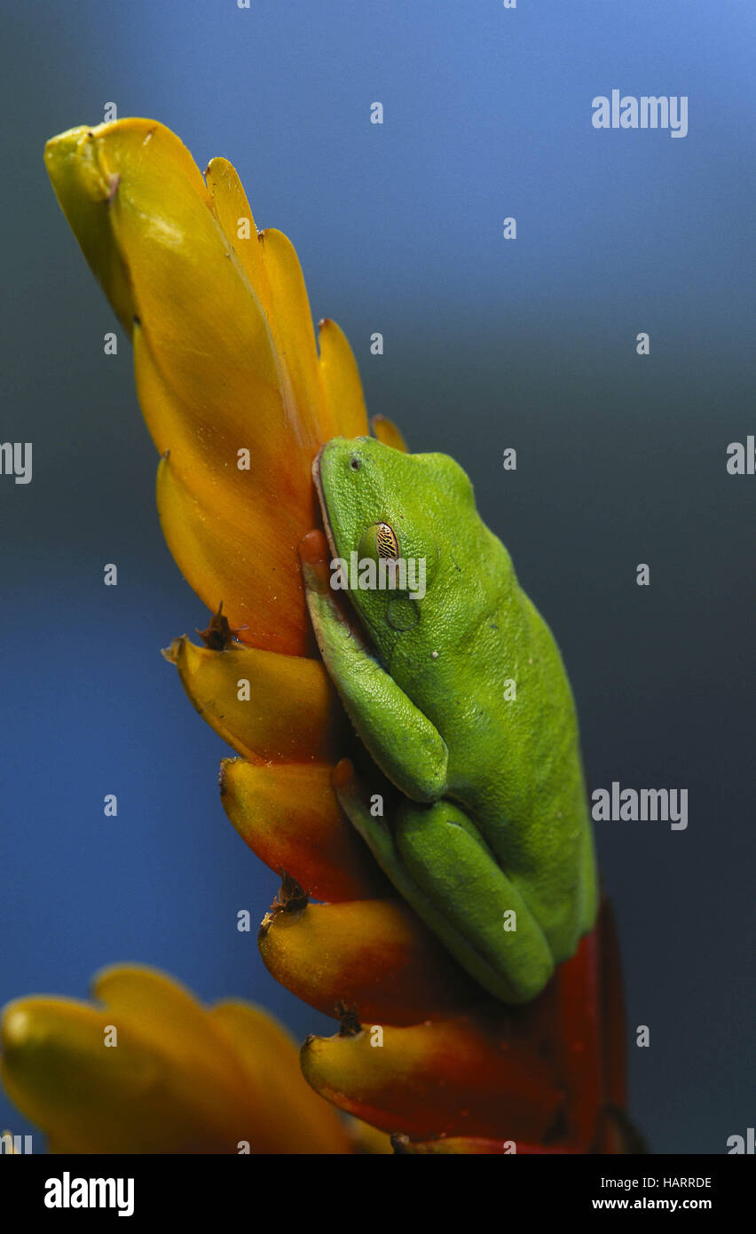 Red tree frog hi-res stock photography and images - Alamy