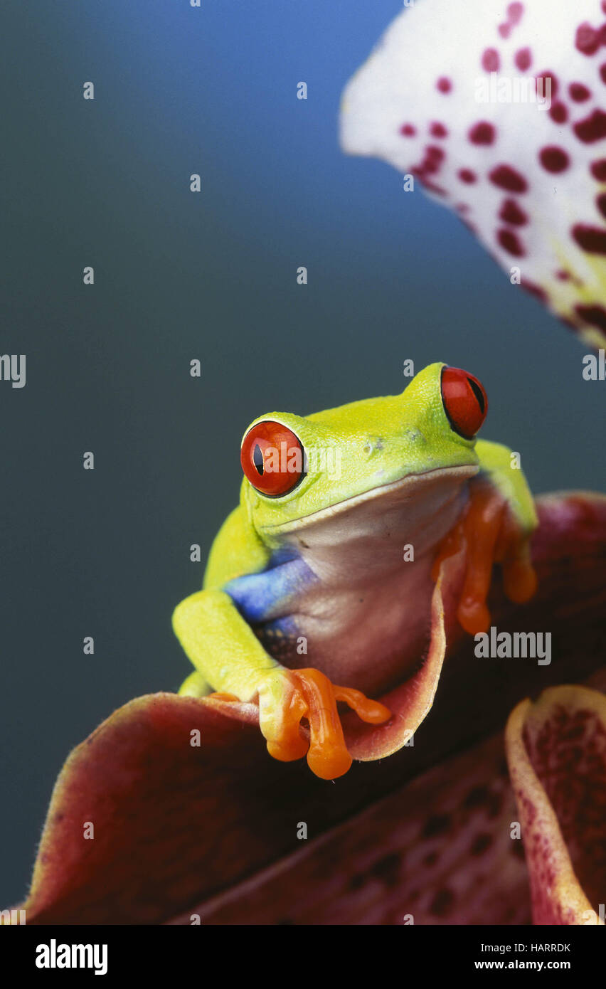 Orange eyed tree frog hi-res stock photography and images - Alamy