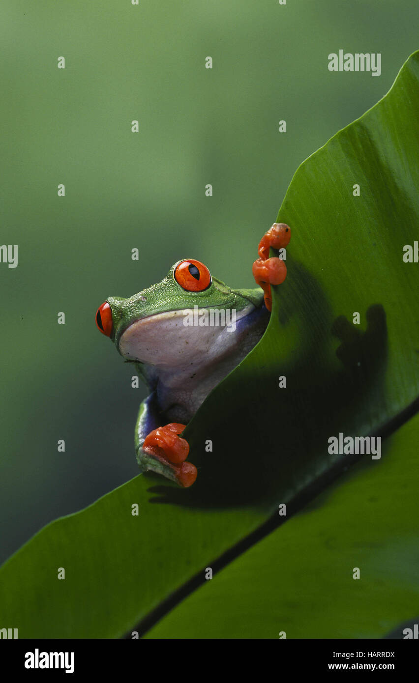 Adult Tree Frog High Resolution Stock Photography and Images - Alamy
