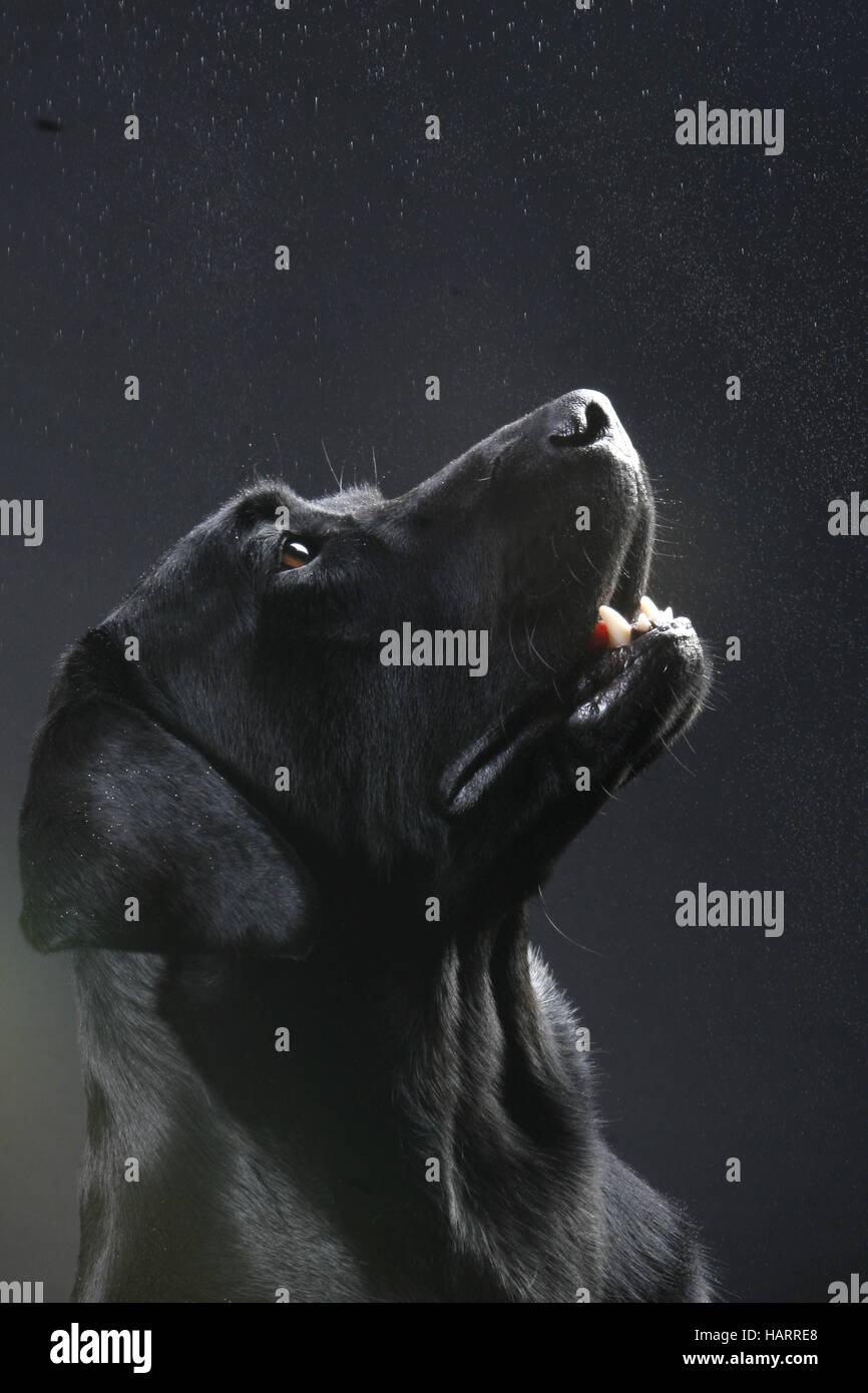 Schwarzer Labrador, Black Labrador Stock Photo - Alamy