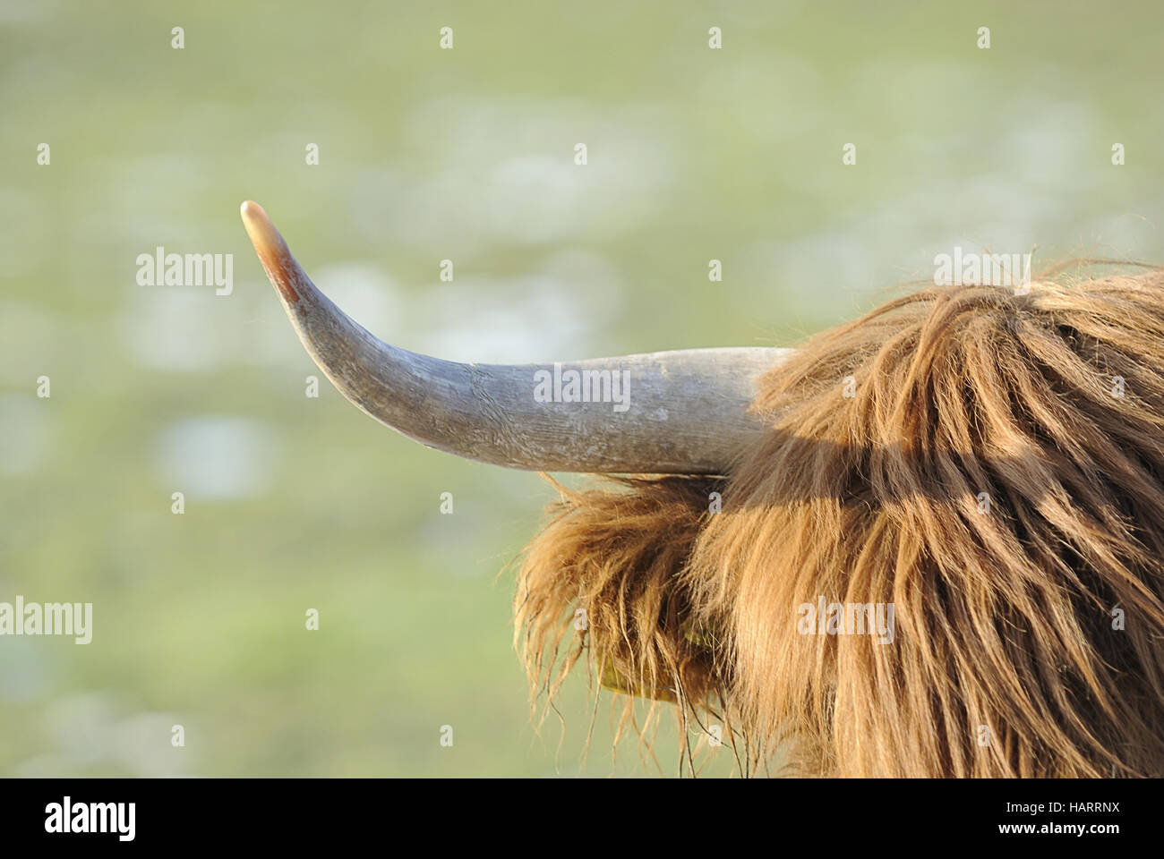 horn 1-horned 1 Stock Photo - Alamy