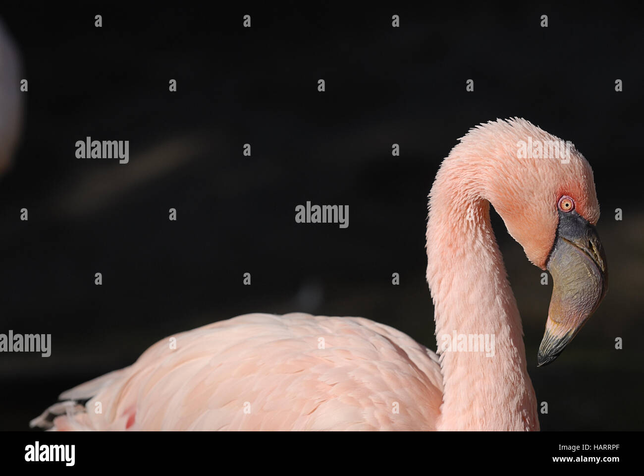 Tail fit with springs hi-res stock photography and images - Alamy