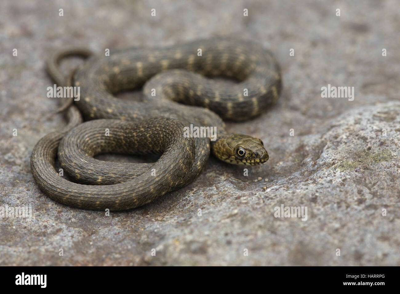 Wuerffelnatter, Natrix tessellata, dice snake Stock Photo - Alamy