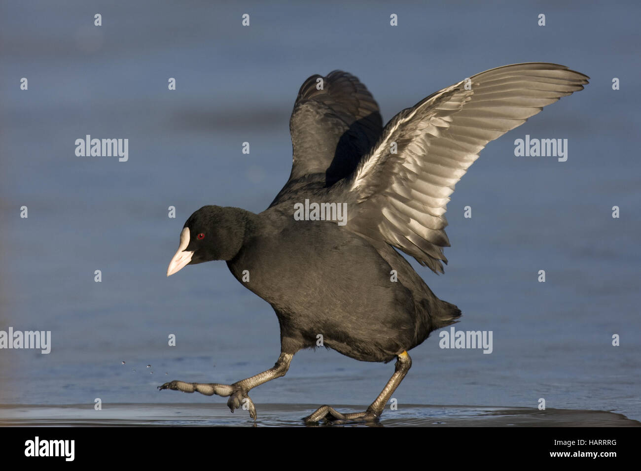 Eurasian r hi-res stock photography and images - Alamy