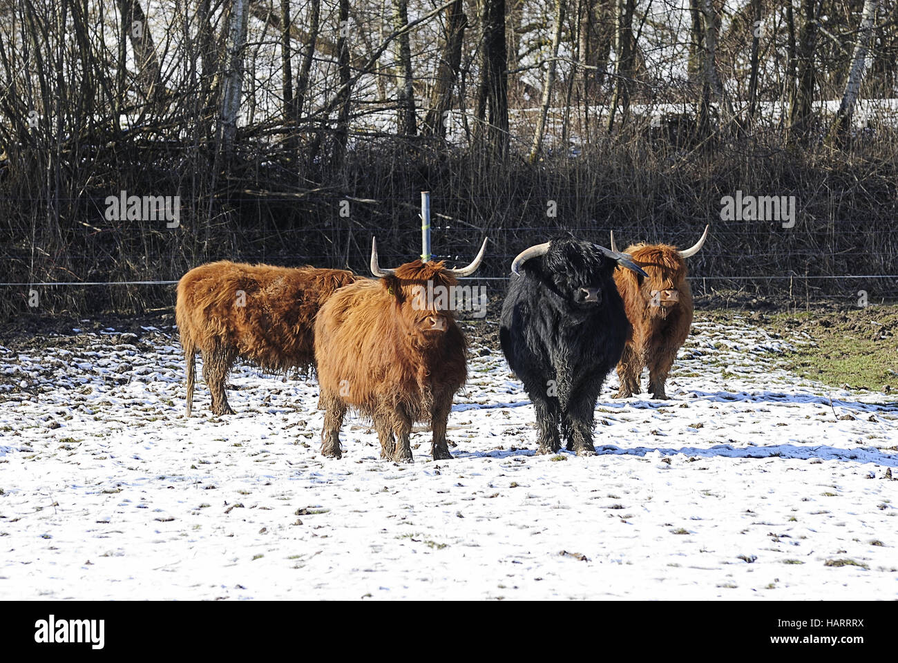 rind 4 - cattle 4 Stock Photo - Alamy