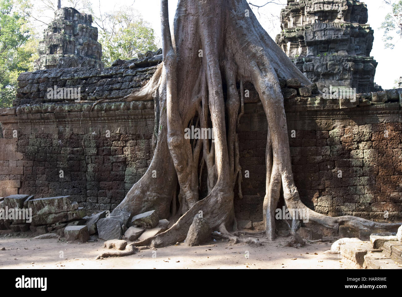 Ta Prohm 1 Stock Photo - Alamy