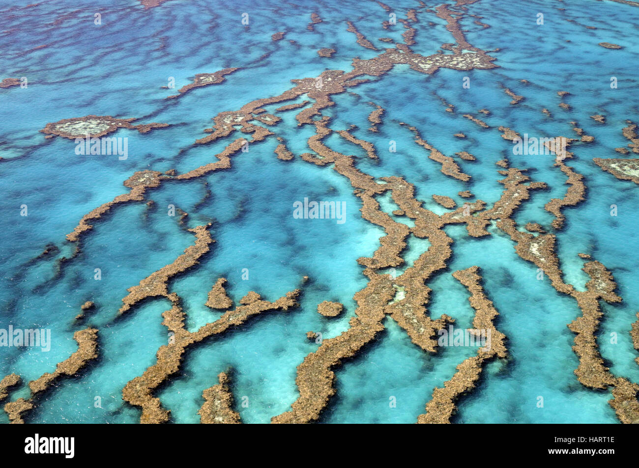 Great Barrier Reef, Australien Stock Photo - Alamy