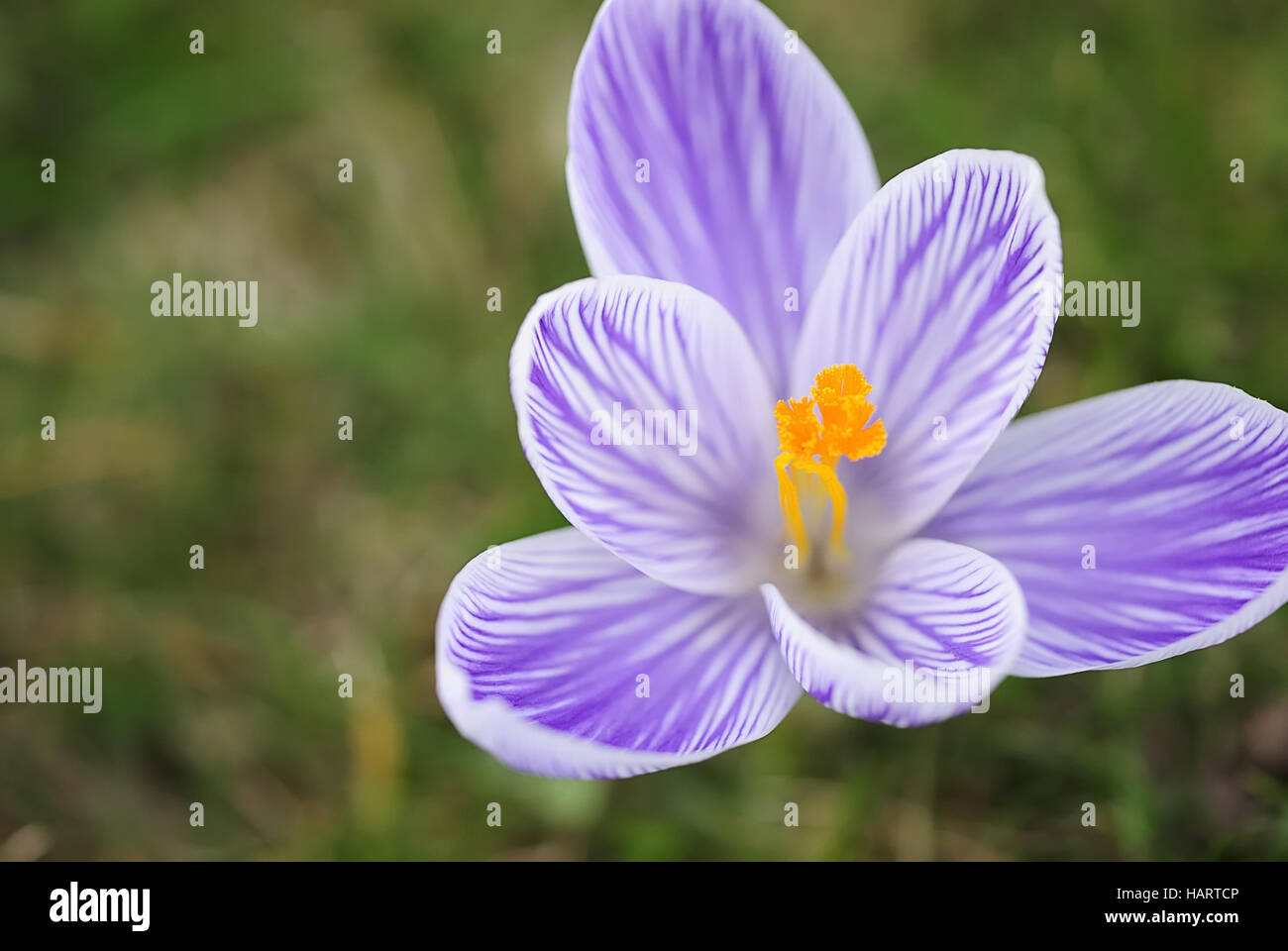 White crocus i hi-res stock photography and images - Alamy