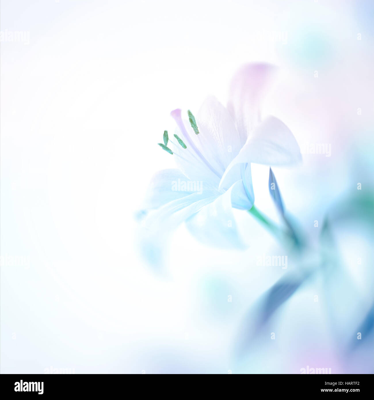 Closeup photo of a beautiful gentle white lily flower, nice floral ...