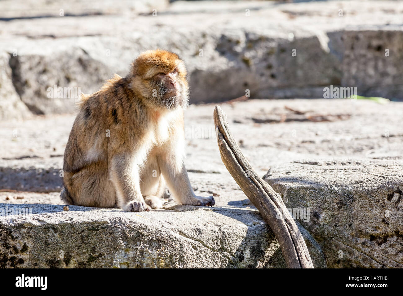 on the rocks mountain monkeys live high and dry Stock Photo - Alamy