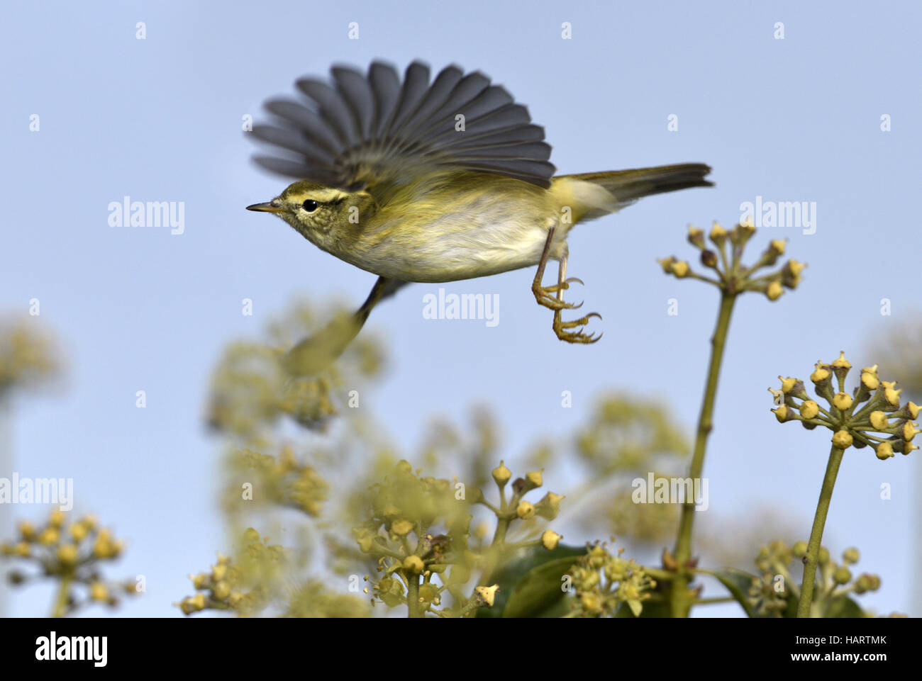 Yellow warbler in flight hi-res stock photography and images - Alamy