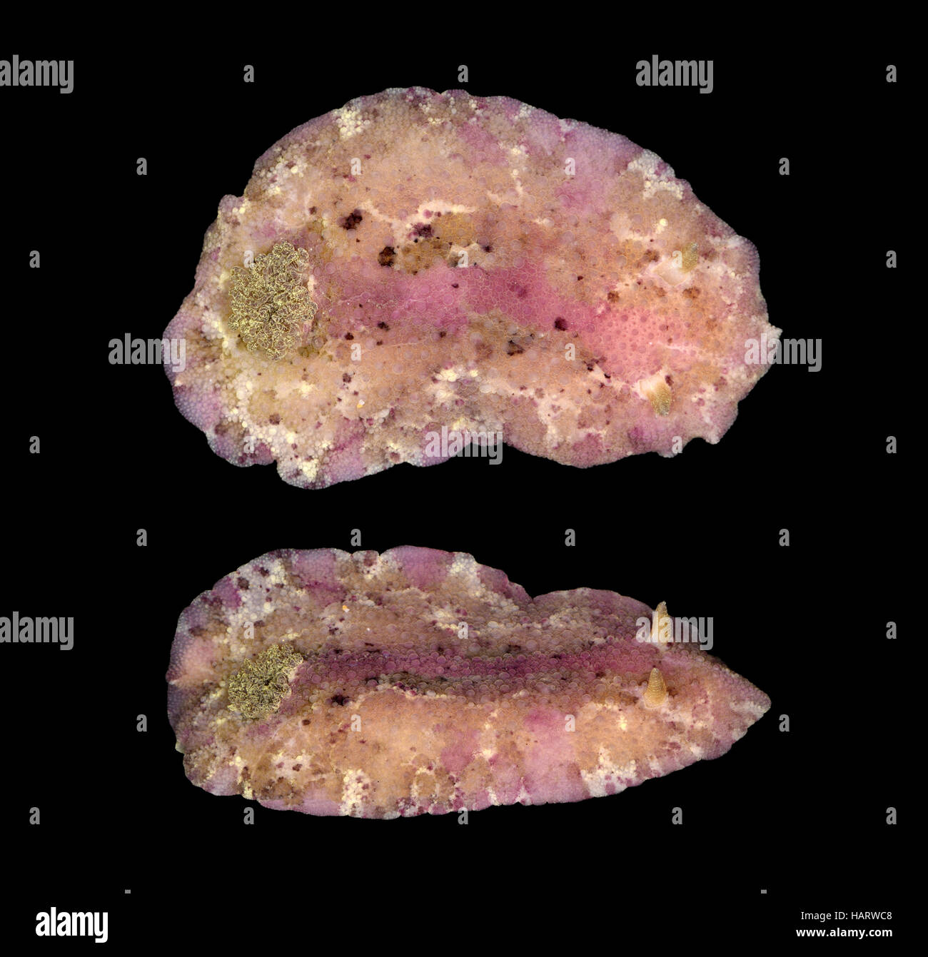 Sea Lemon - Archidoris pseudargus Stock Photo - Alamy