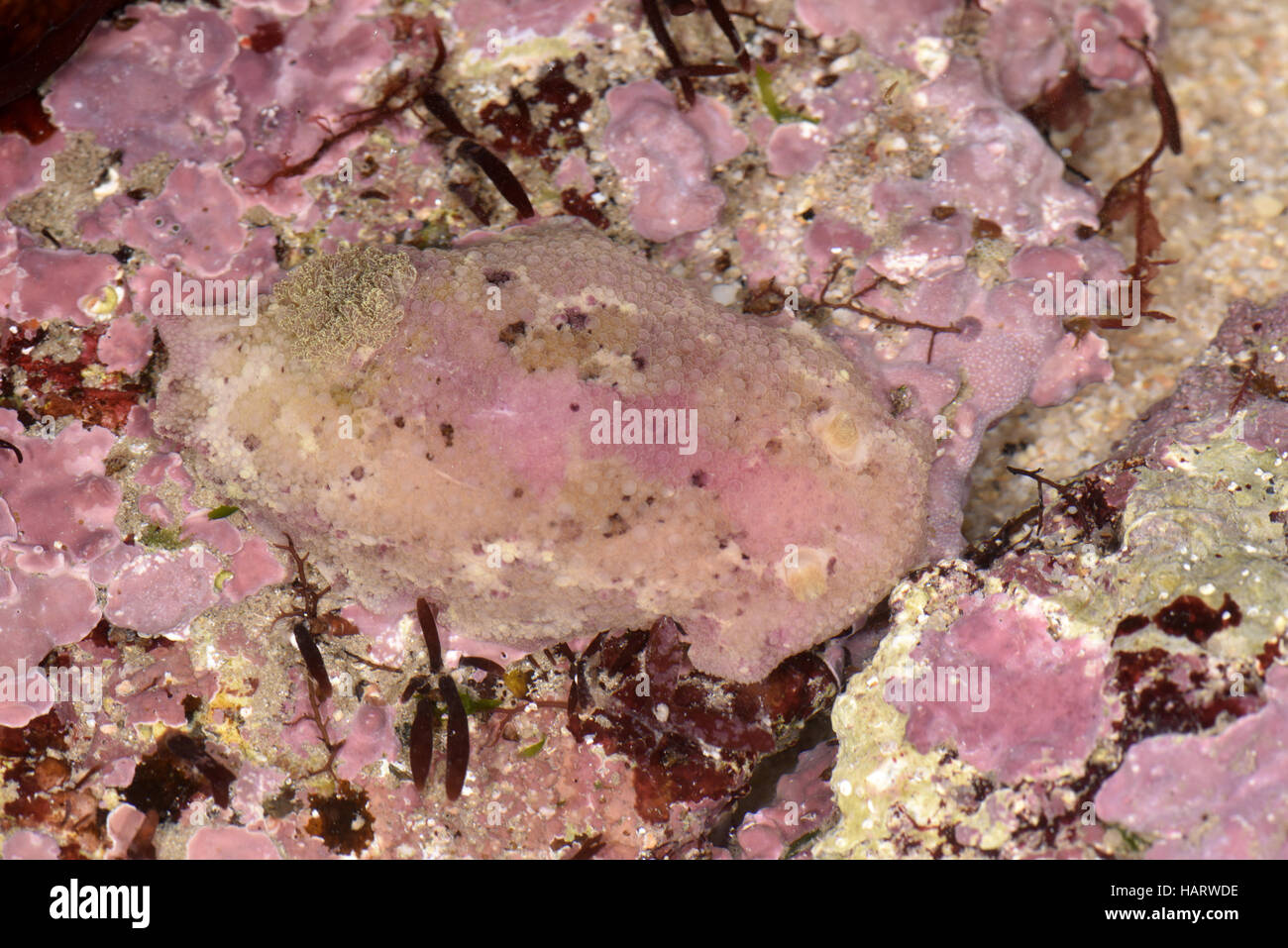 Sea lemon slug hi-res stock photography and images - Alamy