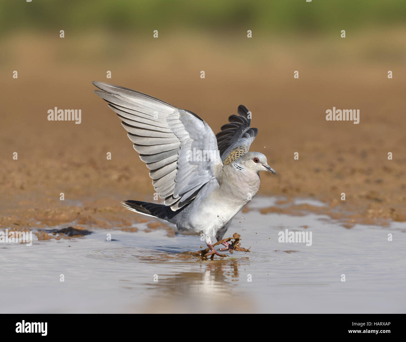 Turtle dove flying hi-res stock photography and images - Alamy