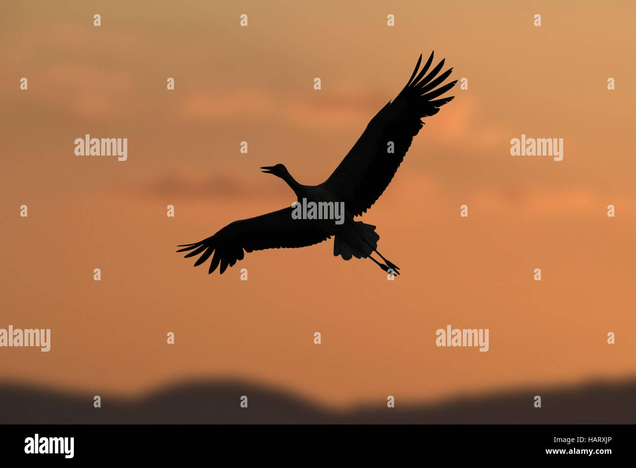 Stork flying silhouette hi-res stock photography and images - Alamy