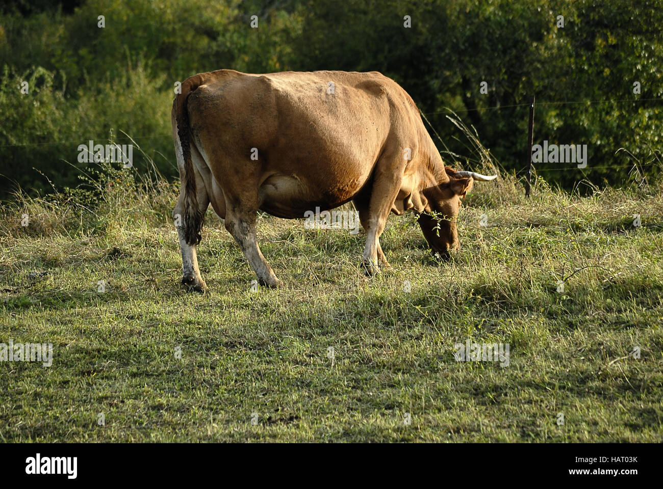 Kuh fressen hi-res stock photography and images - Alamy
