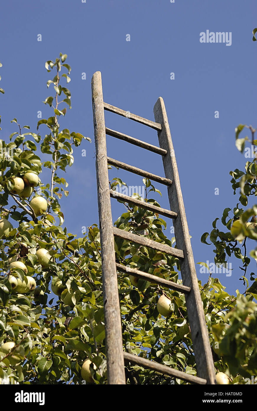 Pear tree with ladder hi-res stock photography and images - Alamy