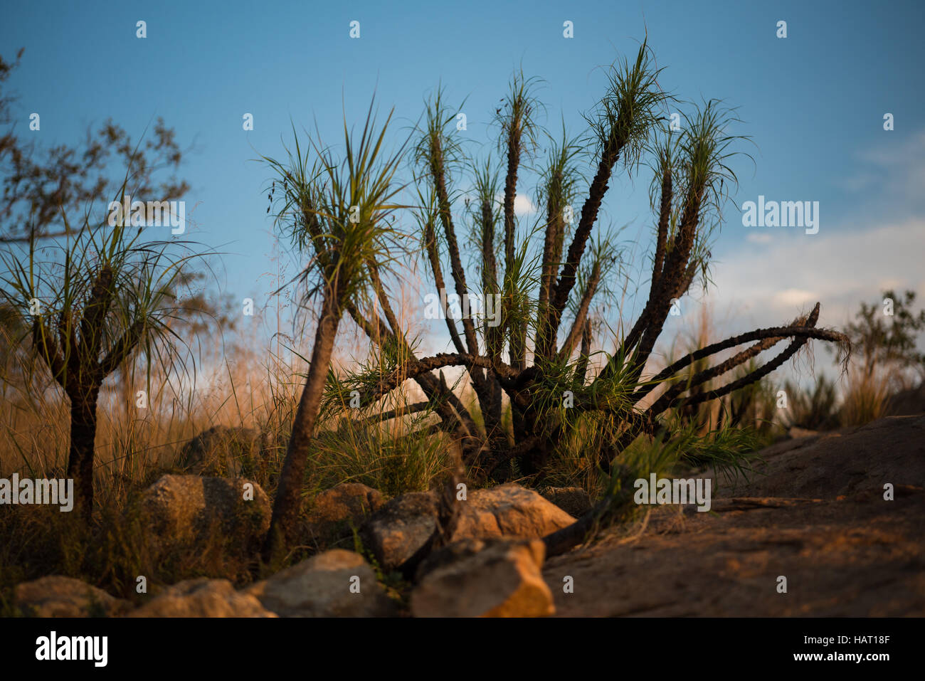 Unusual vegetation growing on a mountain slope with a deep blue sky as ...