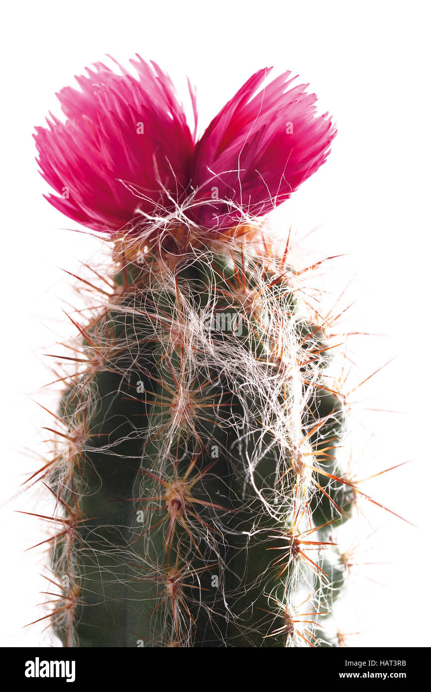 Flowering cactus (Cactaceae Stock Photo - Alamy