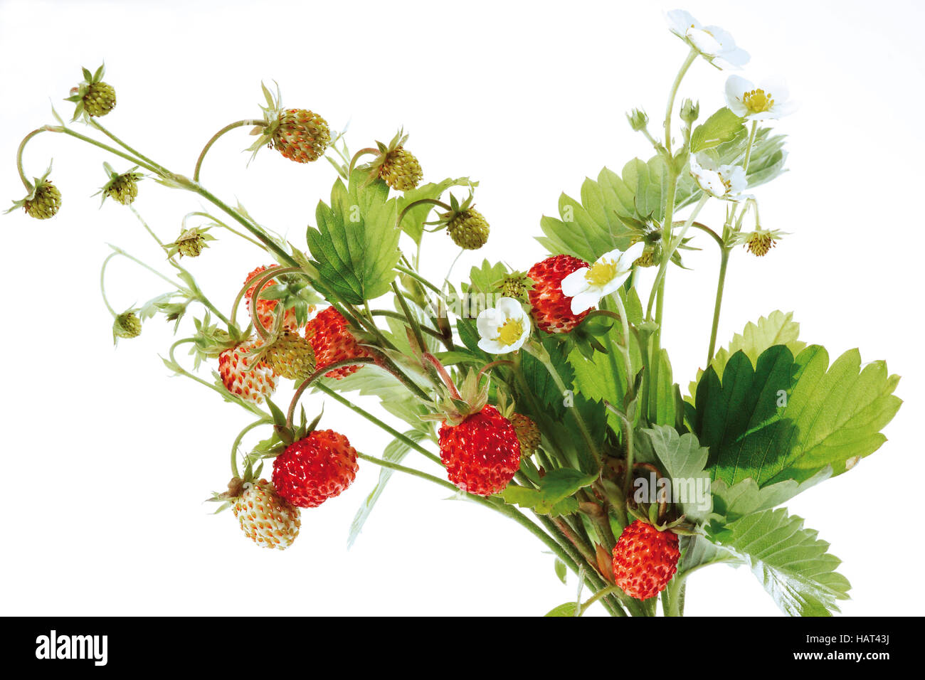 Woodland Strawberry (Fragaria vesca) and wild flowers Stock Photo - Alamy