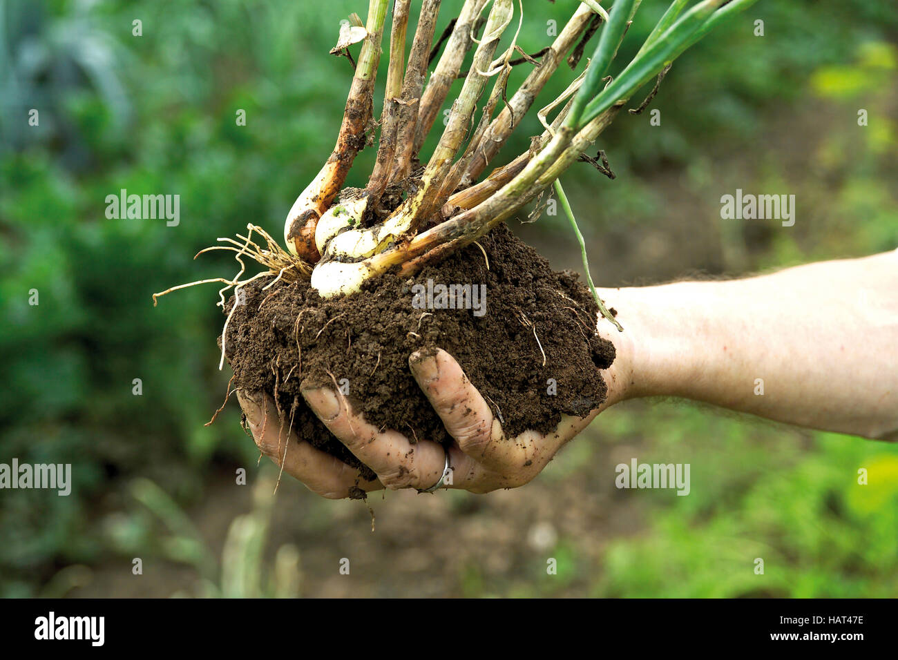 Gardener's hand holding clump of soil and spring onions Stock Photo - Alamy