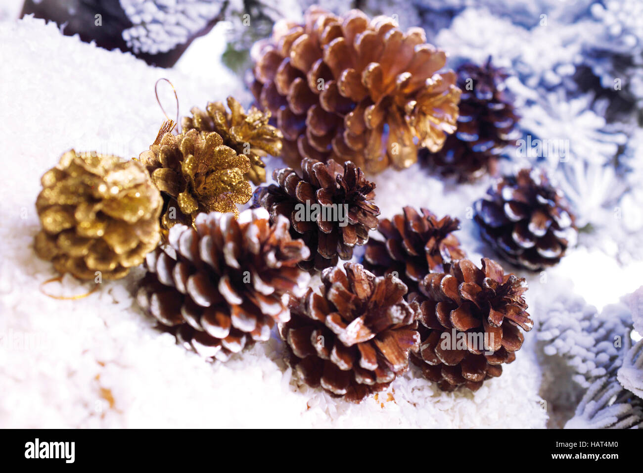 Pine cones in the snow Stock Photo - Alamy