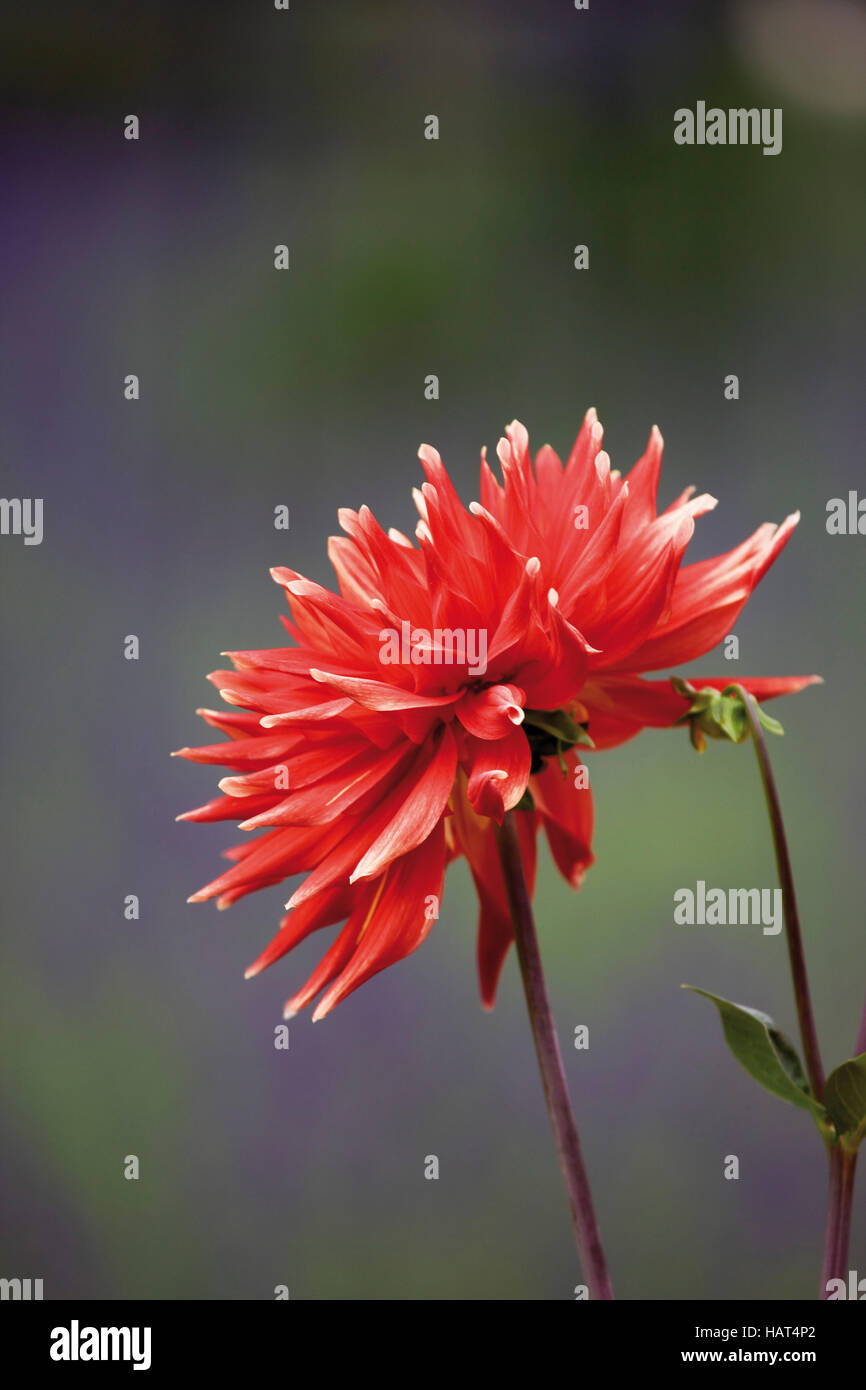 Cactus Dahlia, Red Volcano Stock Photo - Alamy
