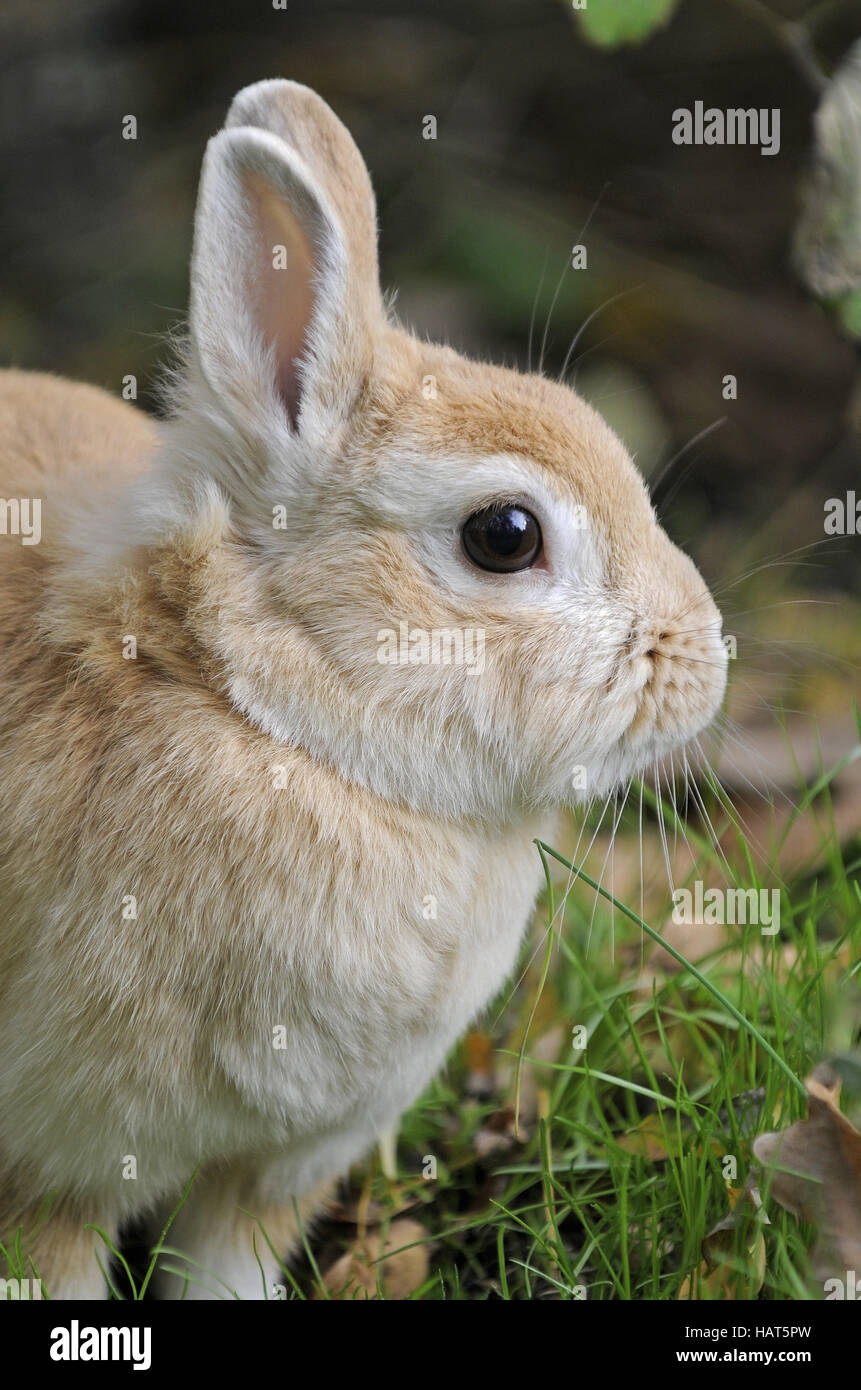 Braune wiesen hi-res stock photography and images - Alamy