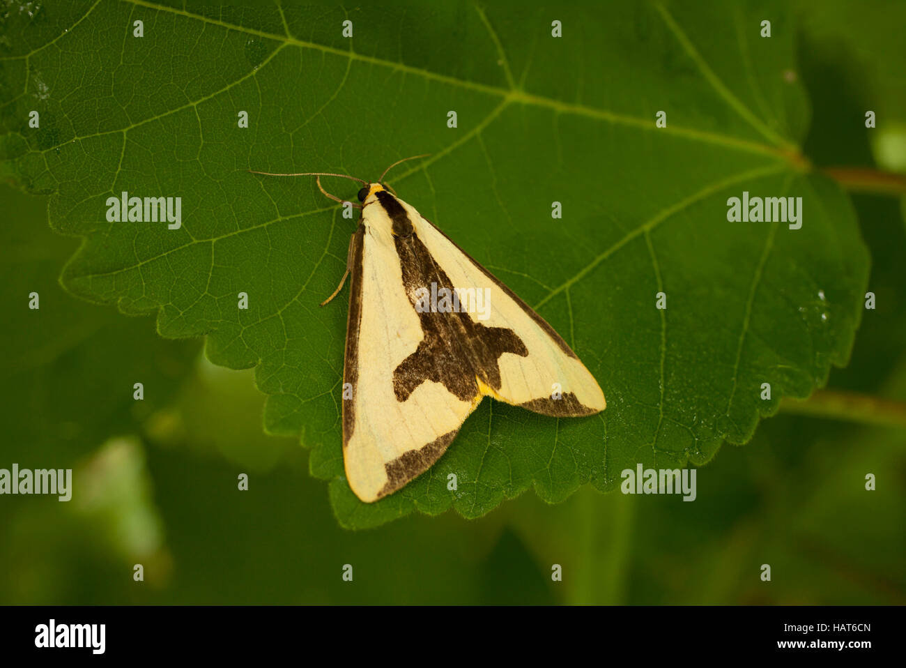 Haploa clymene is a member of the tiger moths group on a hibiscus leaf ...