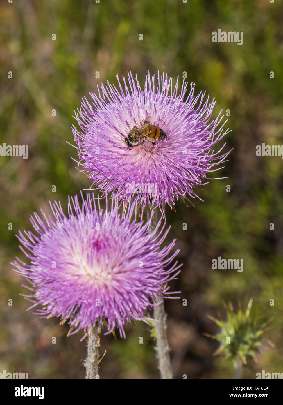 Thistle Meddle The Thistle Wha Daur! (Old Poem, New Thistle) – Karen