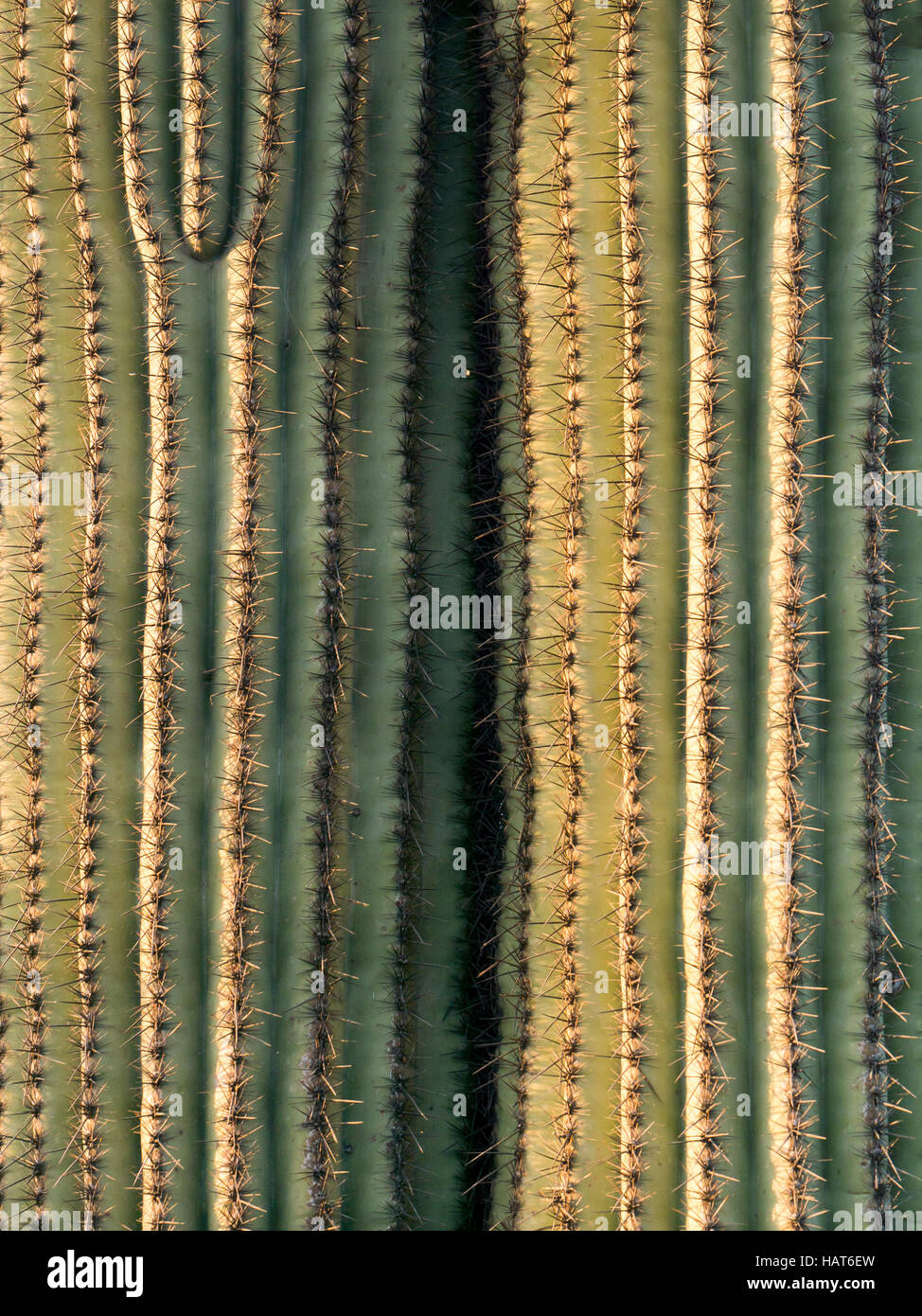 Saguaro cactus trunk, Peralta Road, Apache Junction, Arizona Stock ...