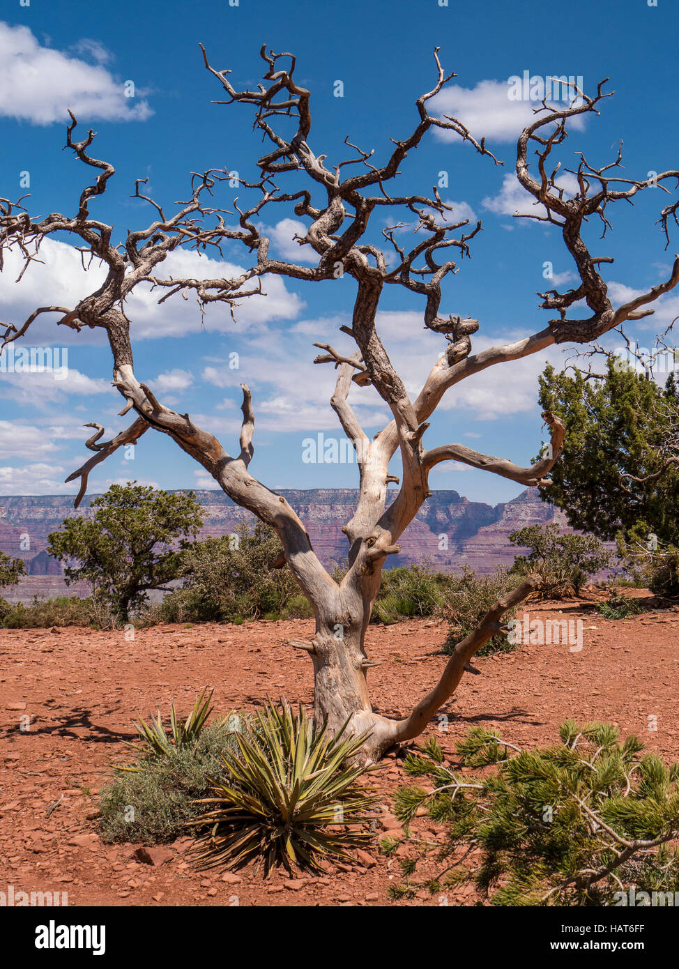 Dead pinyon tree hi-res stock photography and images - Alamy