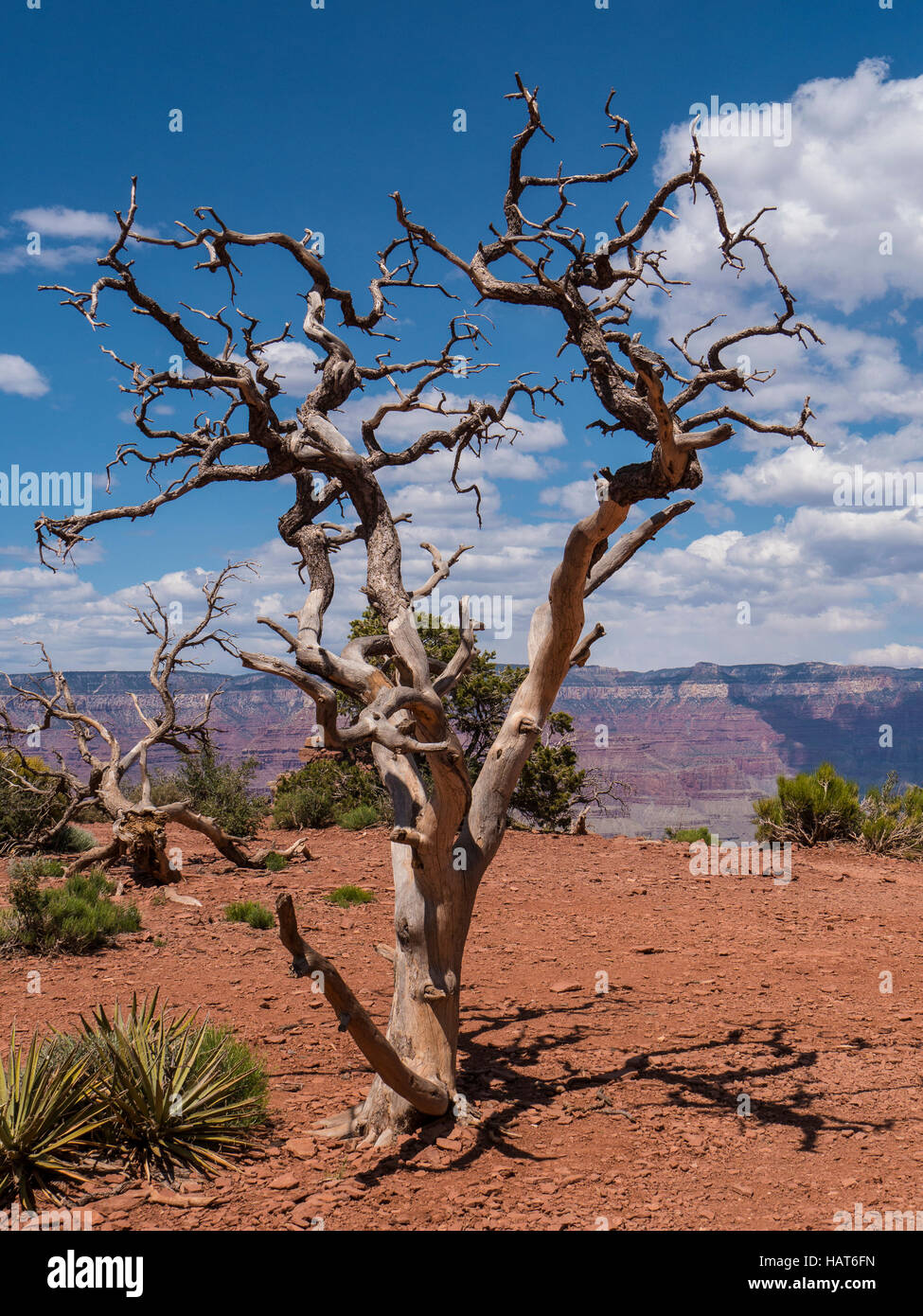 Pinon Tree High Resolution Stock Photography and Images - Alamy